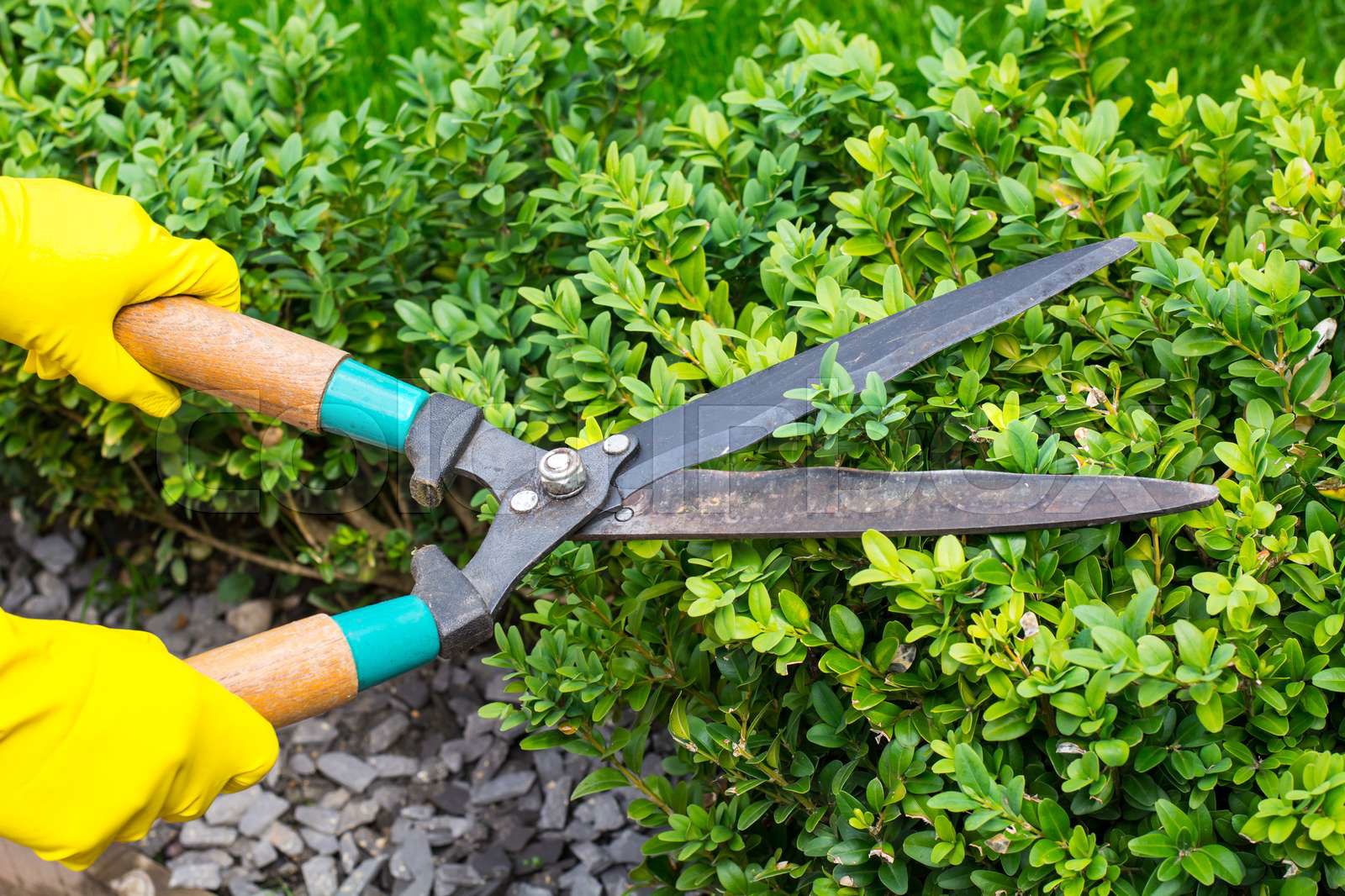 Landscape design. Hand with scissors cutting of bushes. Stu Colourbox