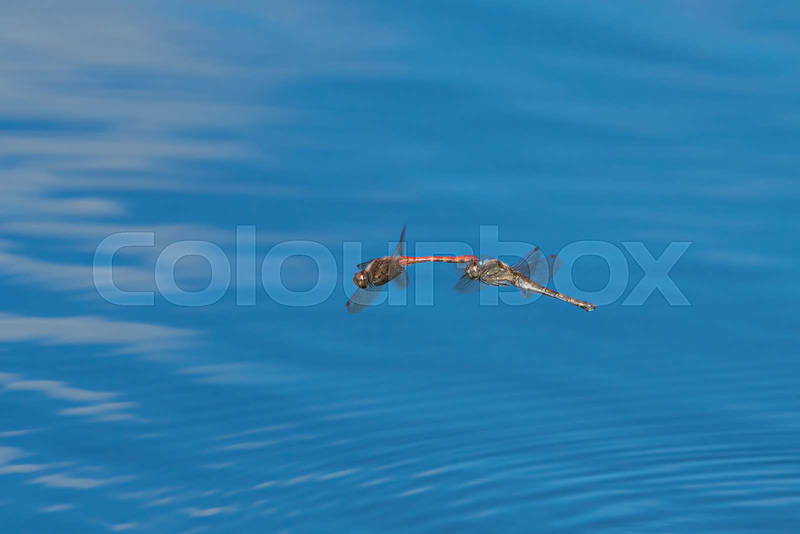Mating Vagrant Darter Dragonflies Flying Low Over Blue Water Colourbox