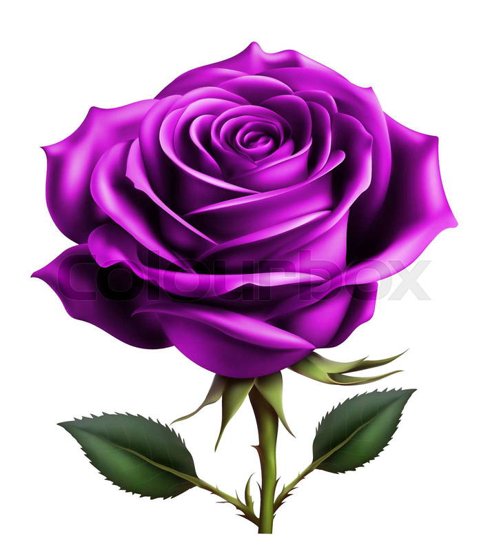 Beautiful Rose Realistic Drawing Vector Illustration Isolate Colourbox